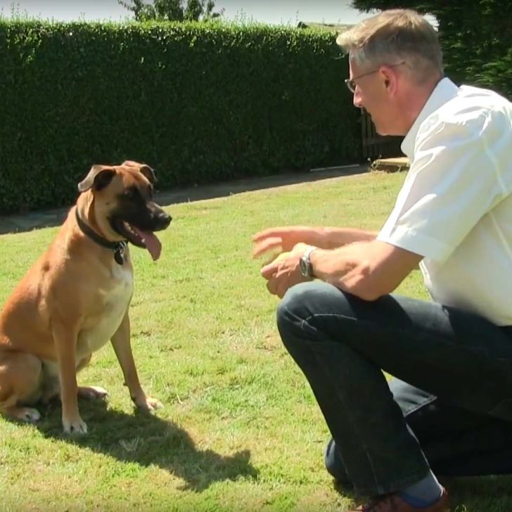 Graeme Hall, The Dogfather, Dog Training, Dog Behaviour, Anywhere in the UK